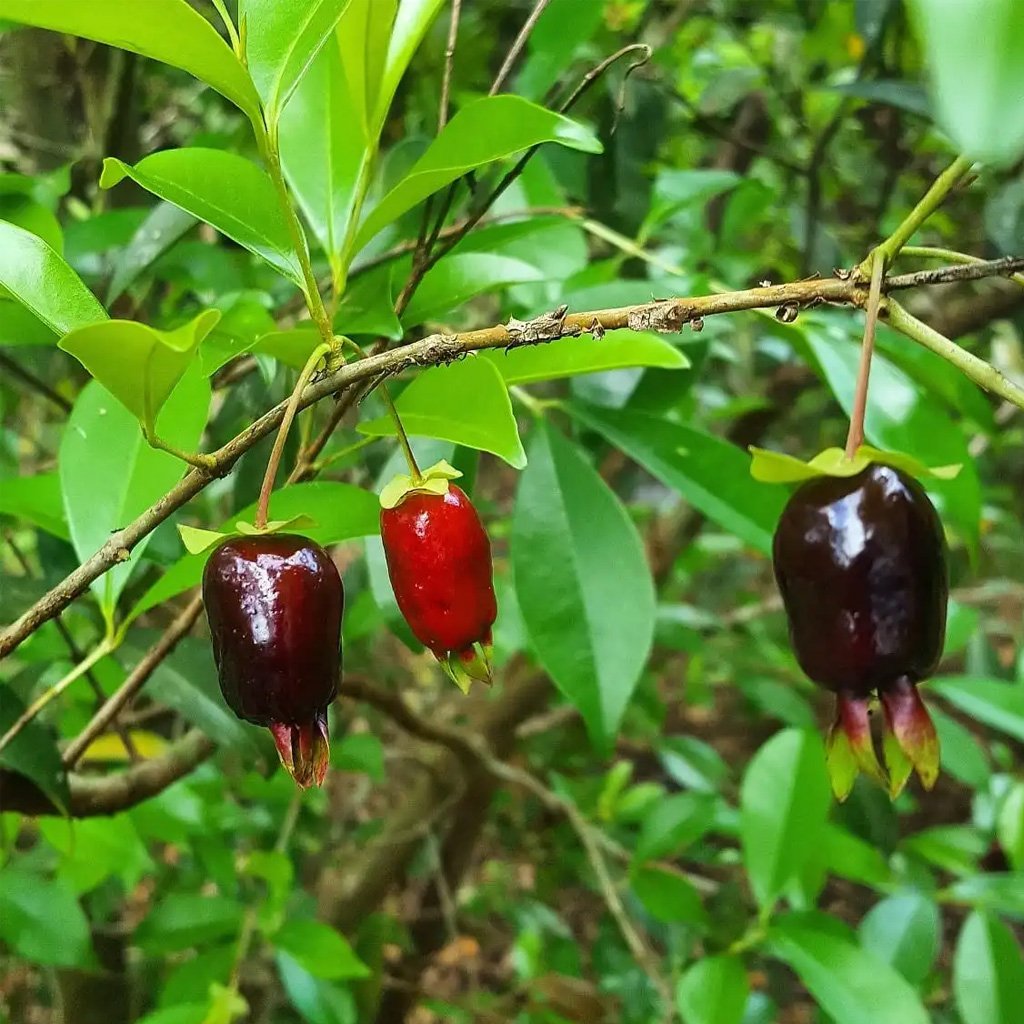 Muda de Cereja Rio Grande