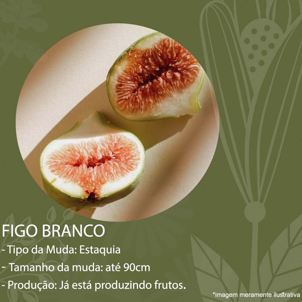 Muda de Figo Branco - Produzindo frutos