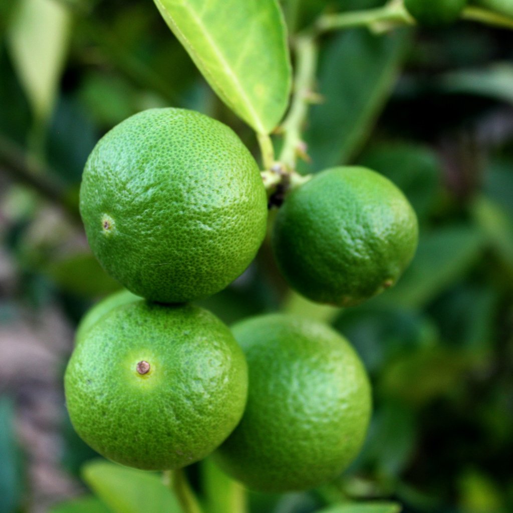 Muda de Limão Cravo Comum Enxertado (Cravo)