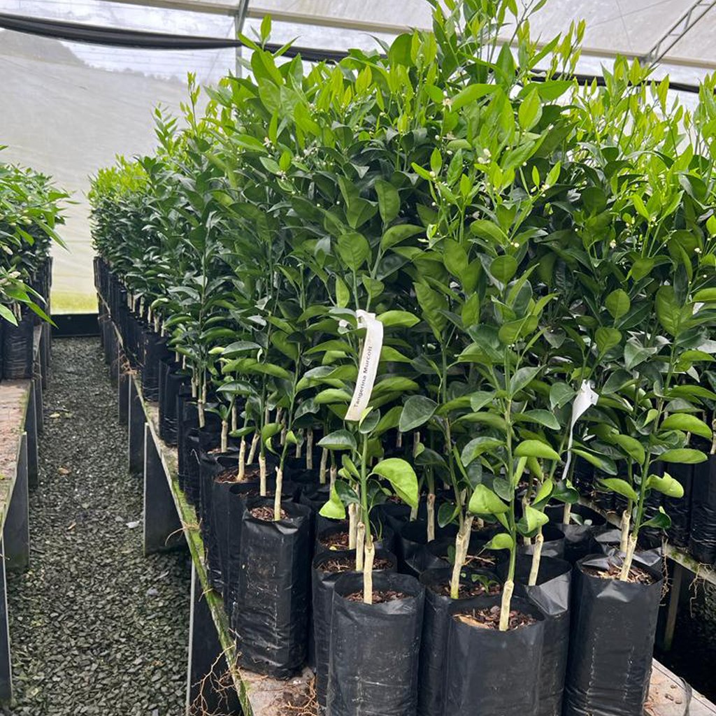 KIT Tangerinas enxertadas - Produzindo Frutos