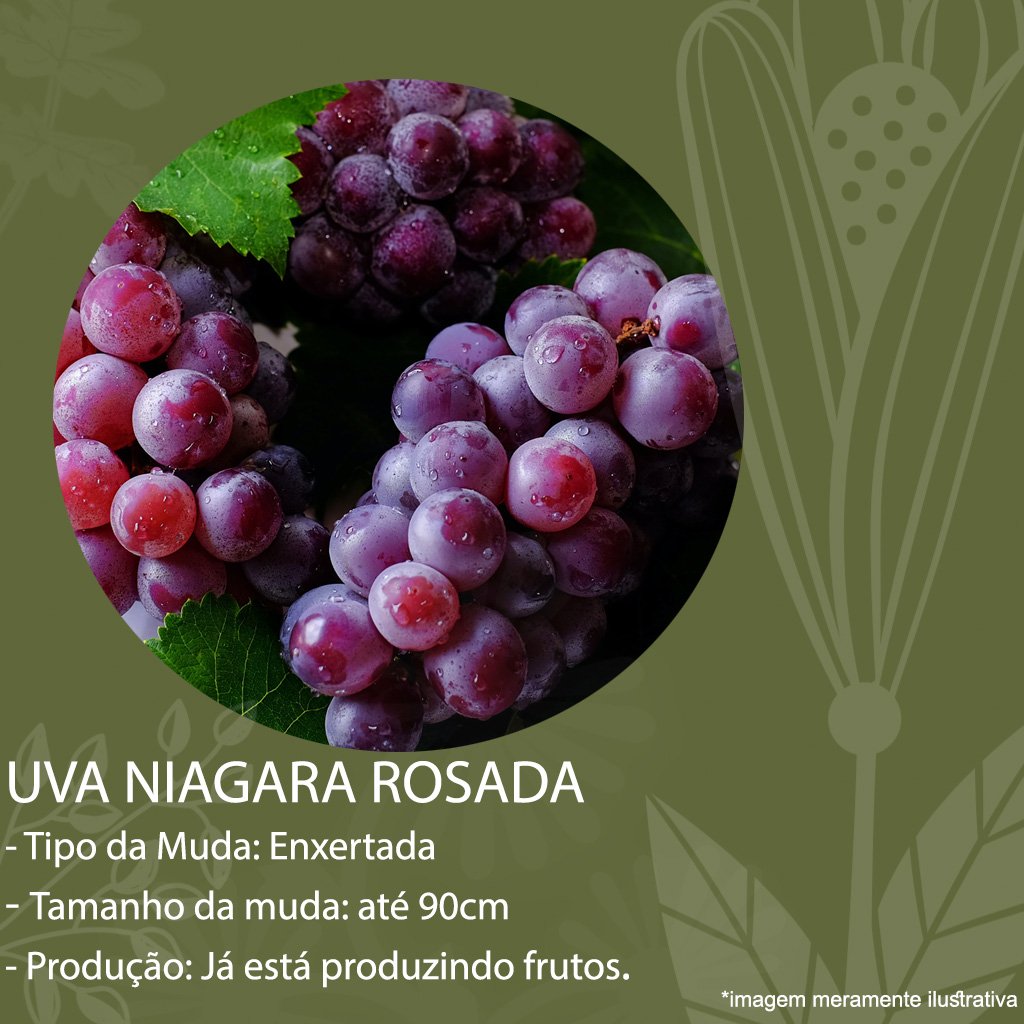 Muda de Uva Niagara Rosada enxertada - Vaso&Flor