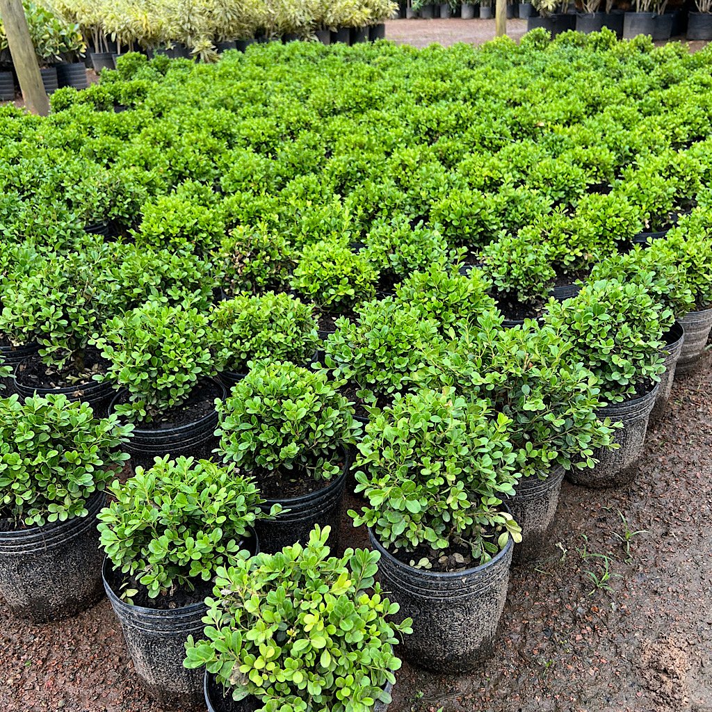 Muda de Buxinho (Buxus sempervirens) - Vaso&Flor
