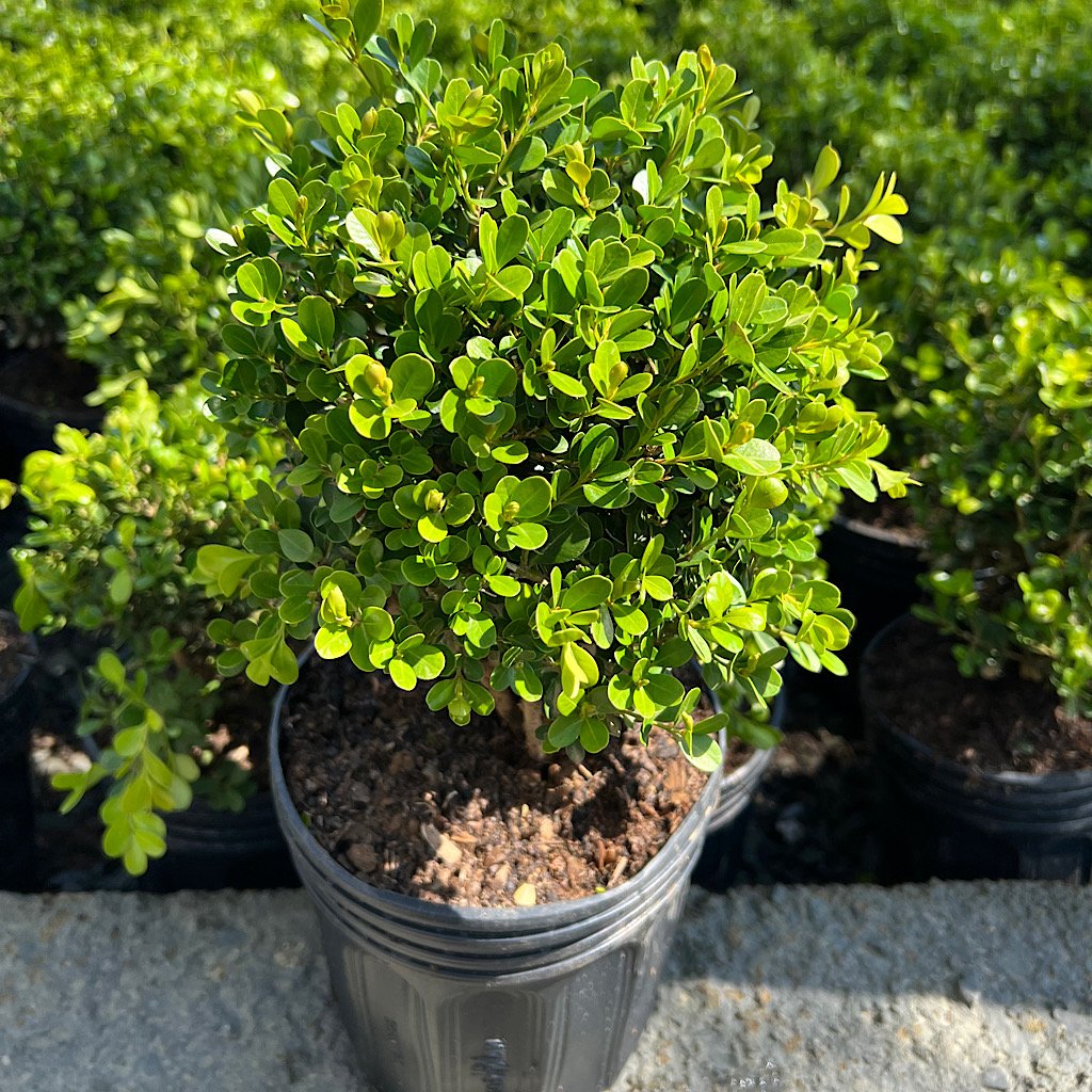 Muda de Buxinho (Buxus sempervirens) - Vaso&Flor