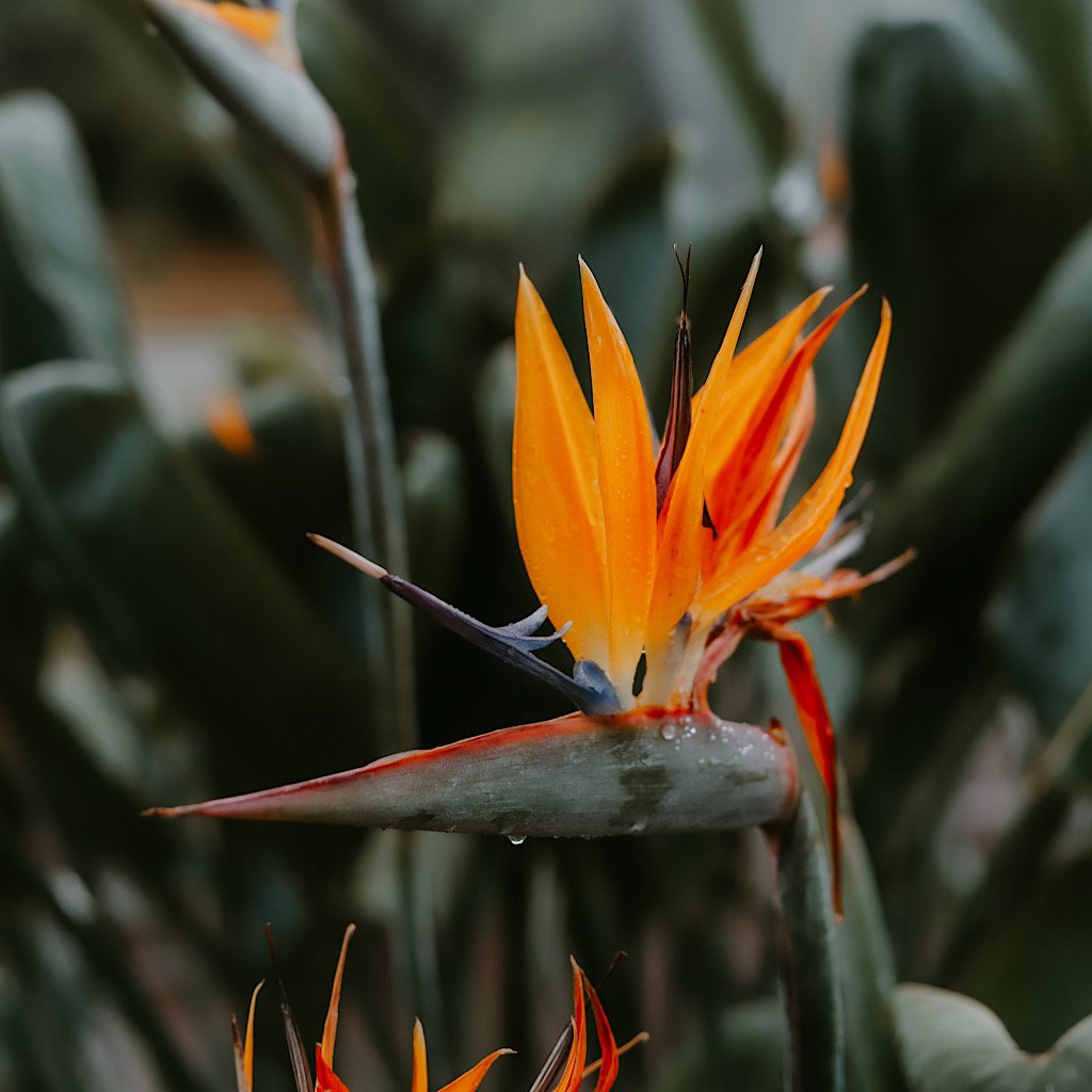 Muda de Estrelícia (Strelitzia reginae)