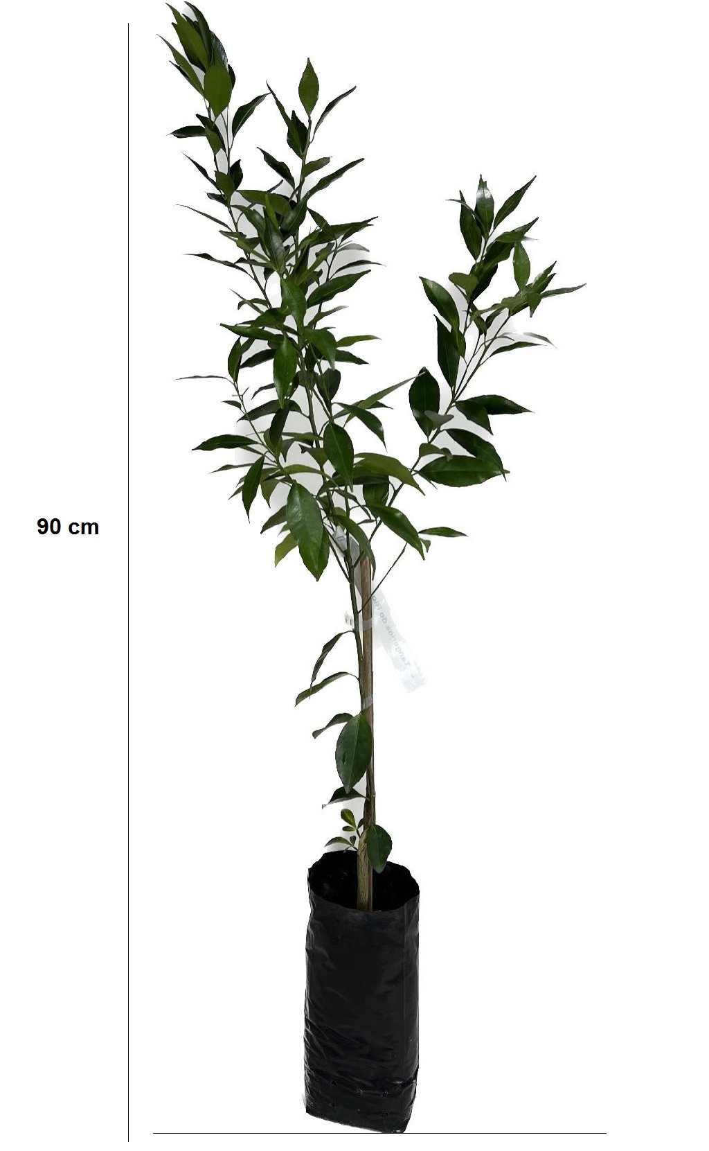 KIT Tangerinas enxertadas - Produzindo Frutos