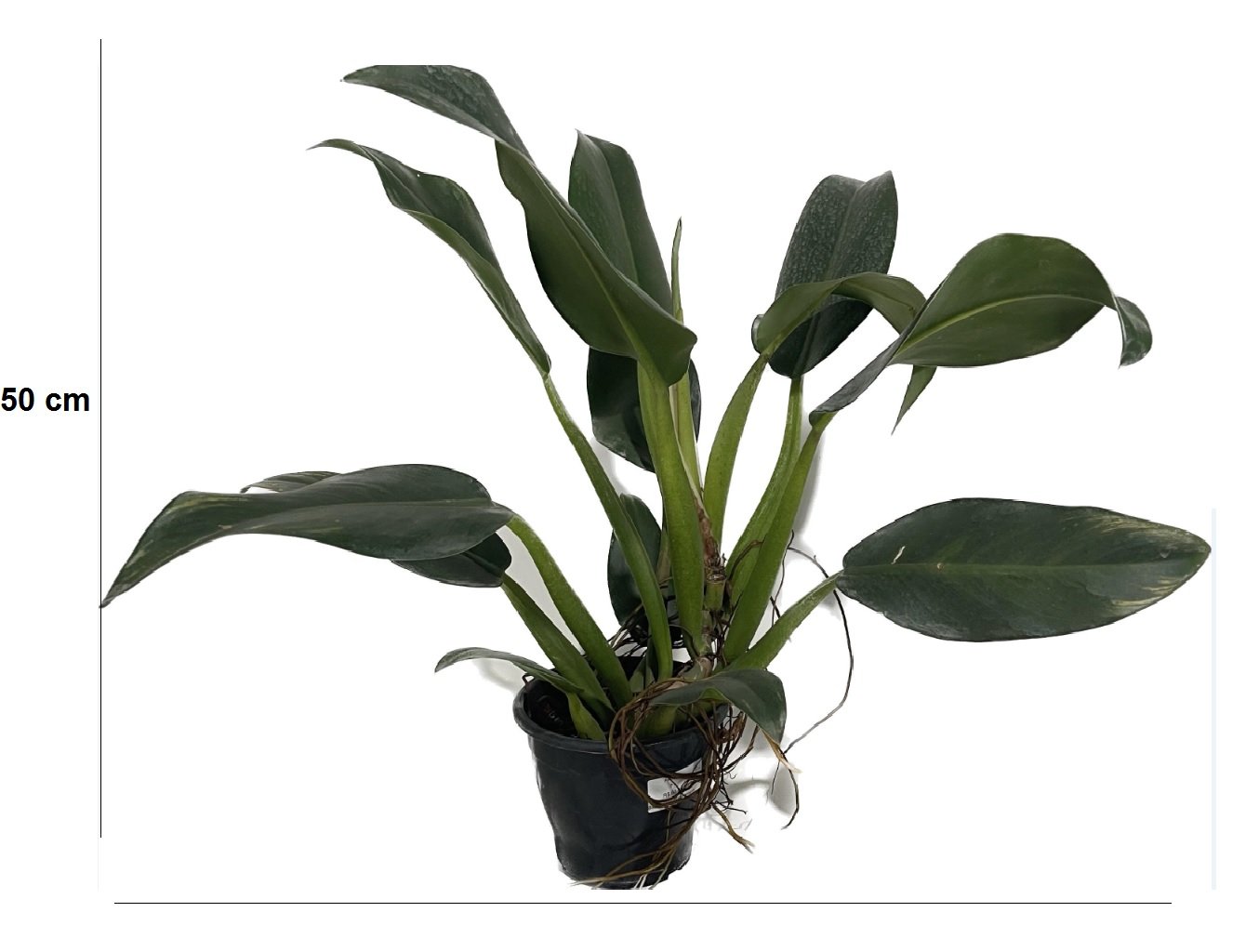 Muda ornamental de Pacová