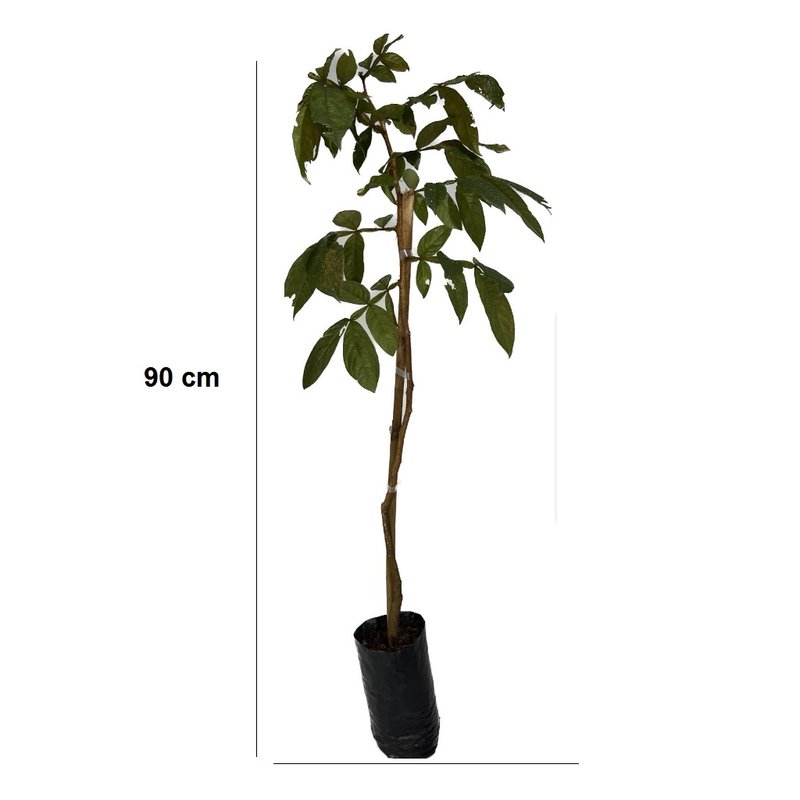 Muda de Ingá Banana