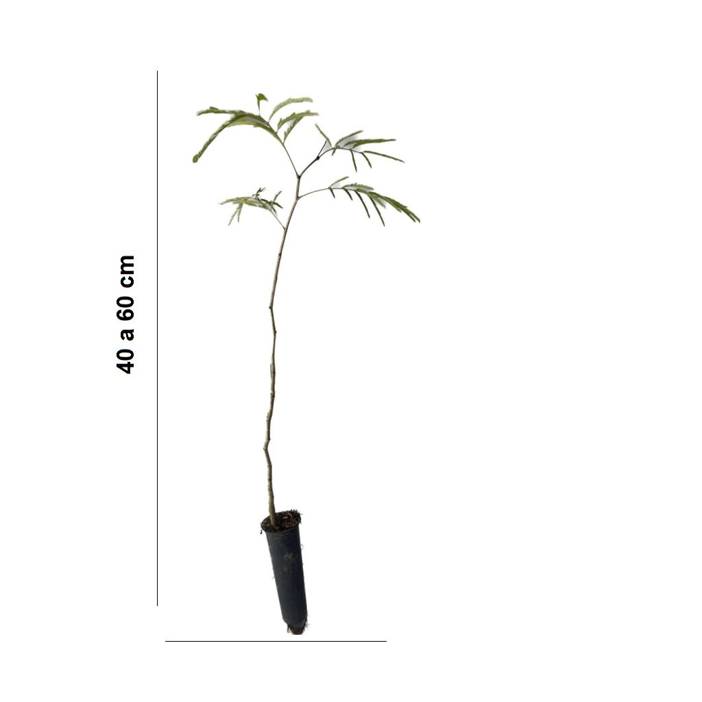 Muda de Angico Vermelho