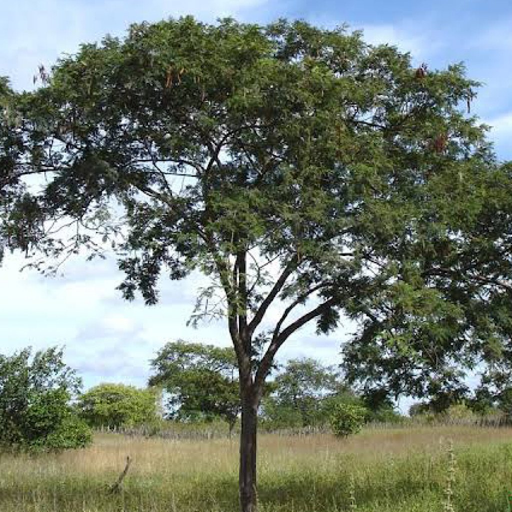 Muda de Angico Vermelho