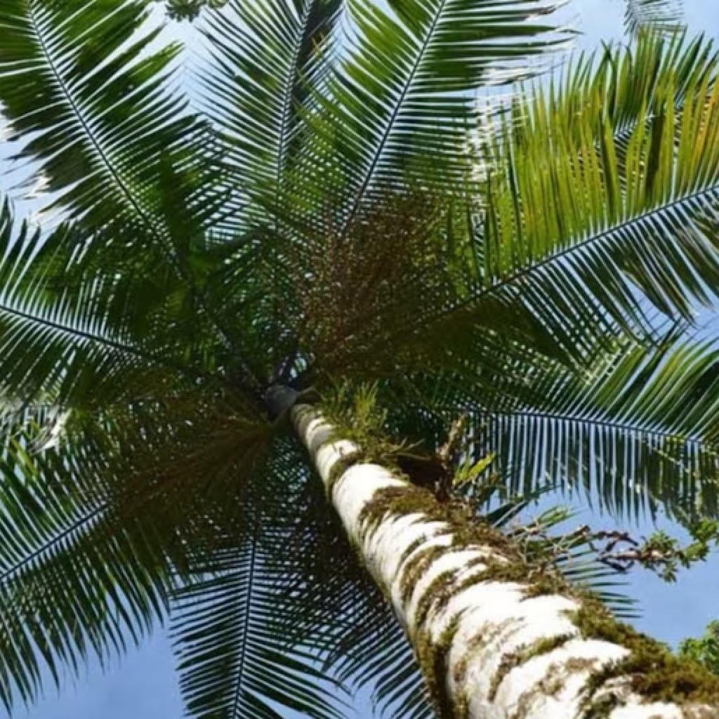 Muda de Palmito Juçara