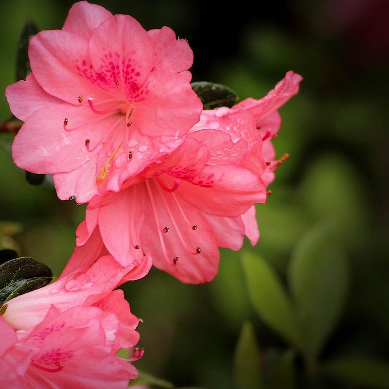 Muda de Azaleia Rosa