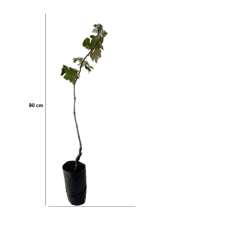 Muda de Uva Gold Finger Enxertada (bananinha)