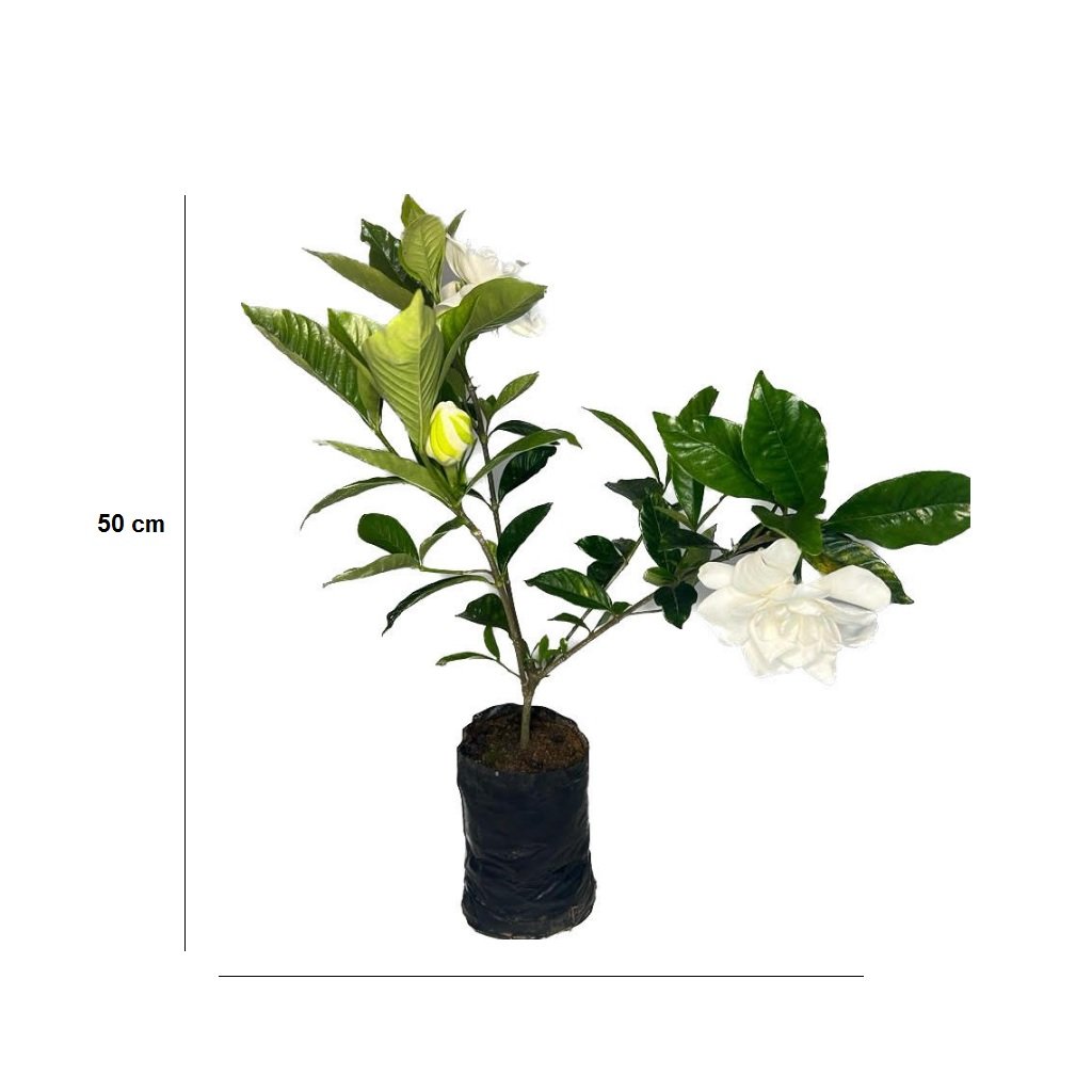 Muda de Jasmim Gardênia