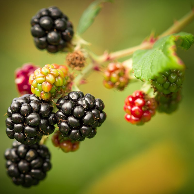 Muda de Amora Gigante