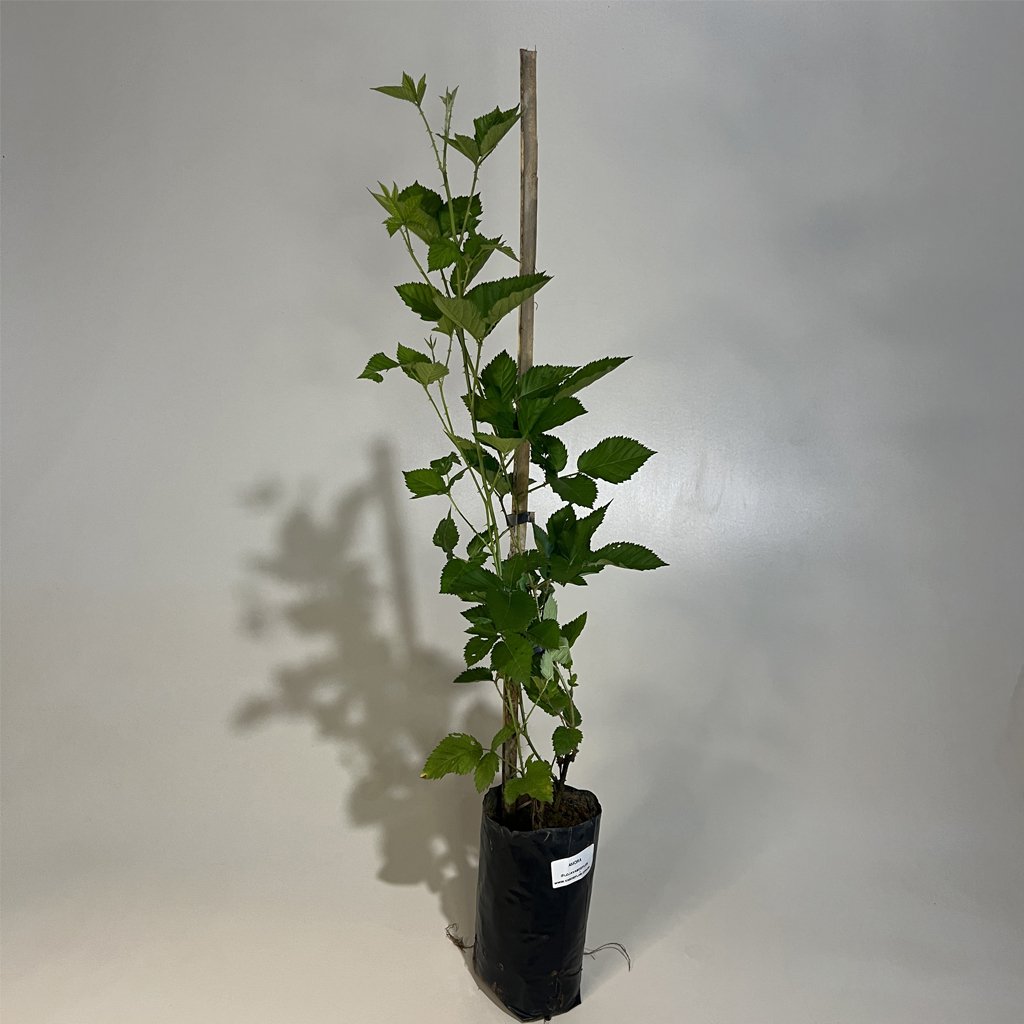 Muda de Amora Gigante