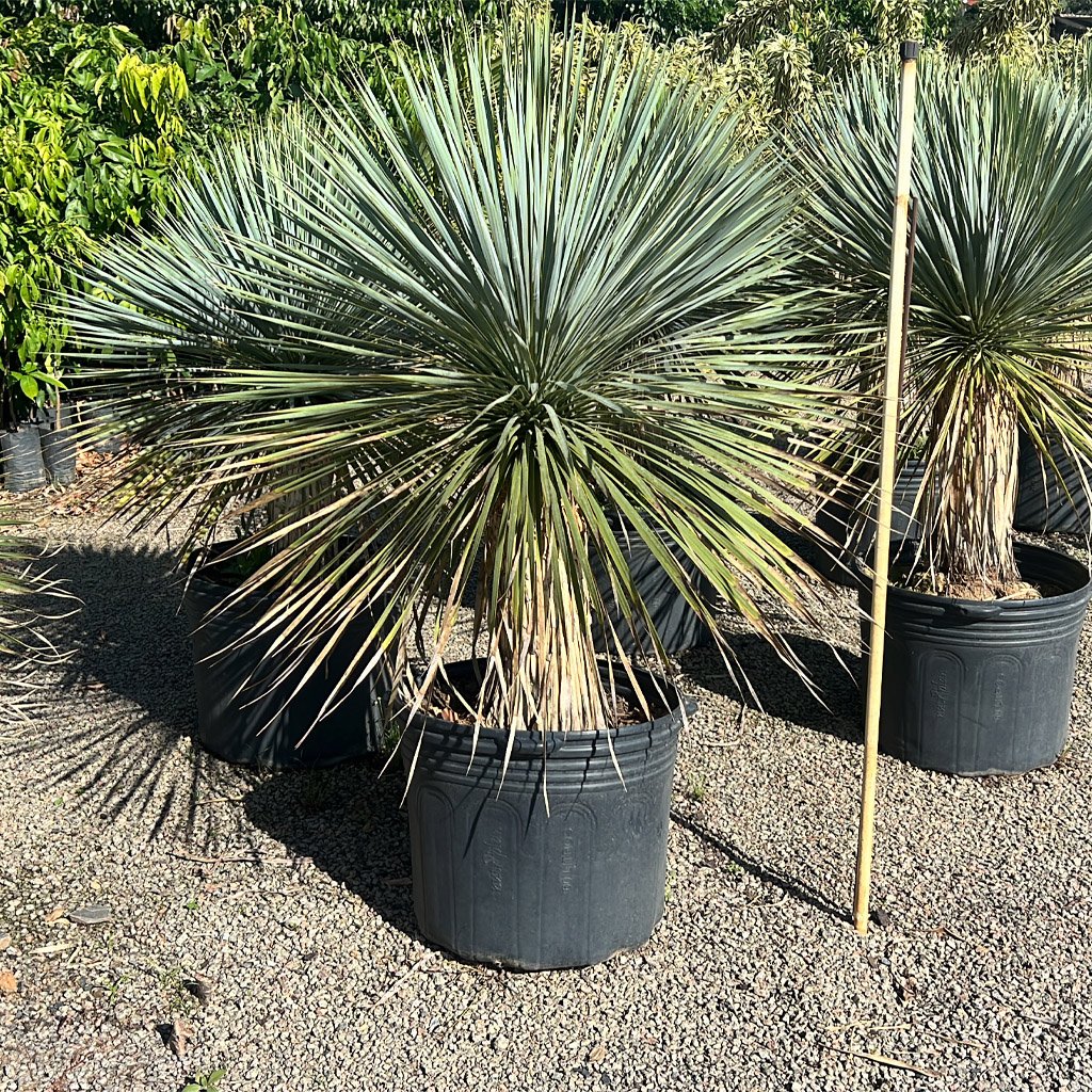 Muda de Yucca Rostrata - Vaso&Flor