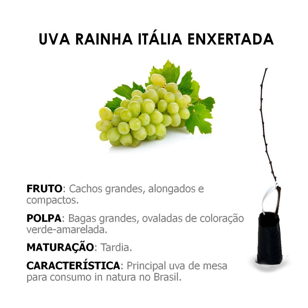 Muda de Uva Rainha Itália Enxertada - Vaso&Flor