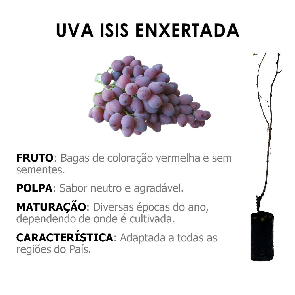 Muda de Uva Isis Enxertada - Vaso&Flor