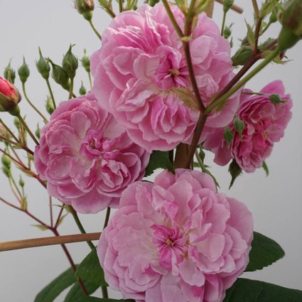 Muda de Mini Rosa Trepadeira Rosa