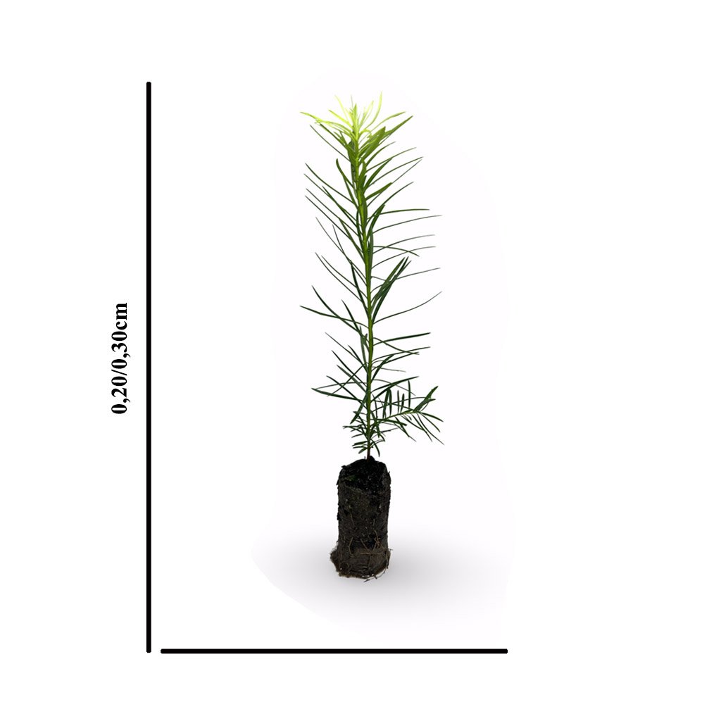 Muda de Pinheiro Bravo de Campos do Jordão - Vaso&Flor