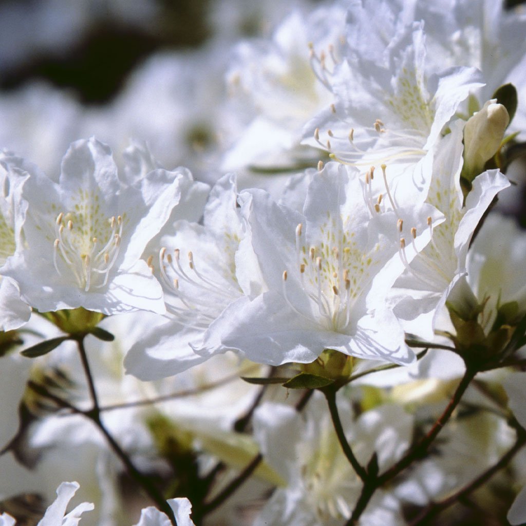 Muda de Azaleia Branca | vasoeflor