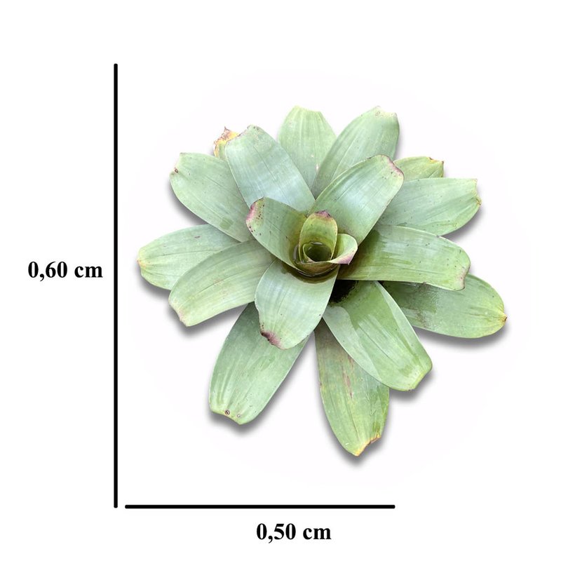Muda de Bromélia Imperial Grande