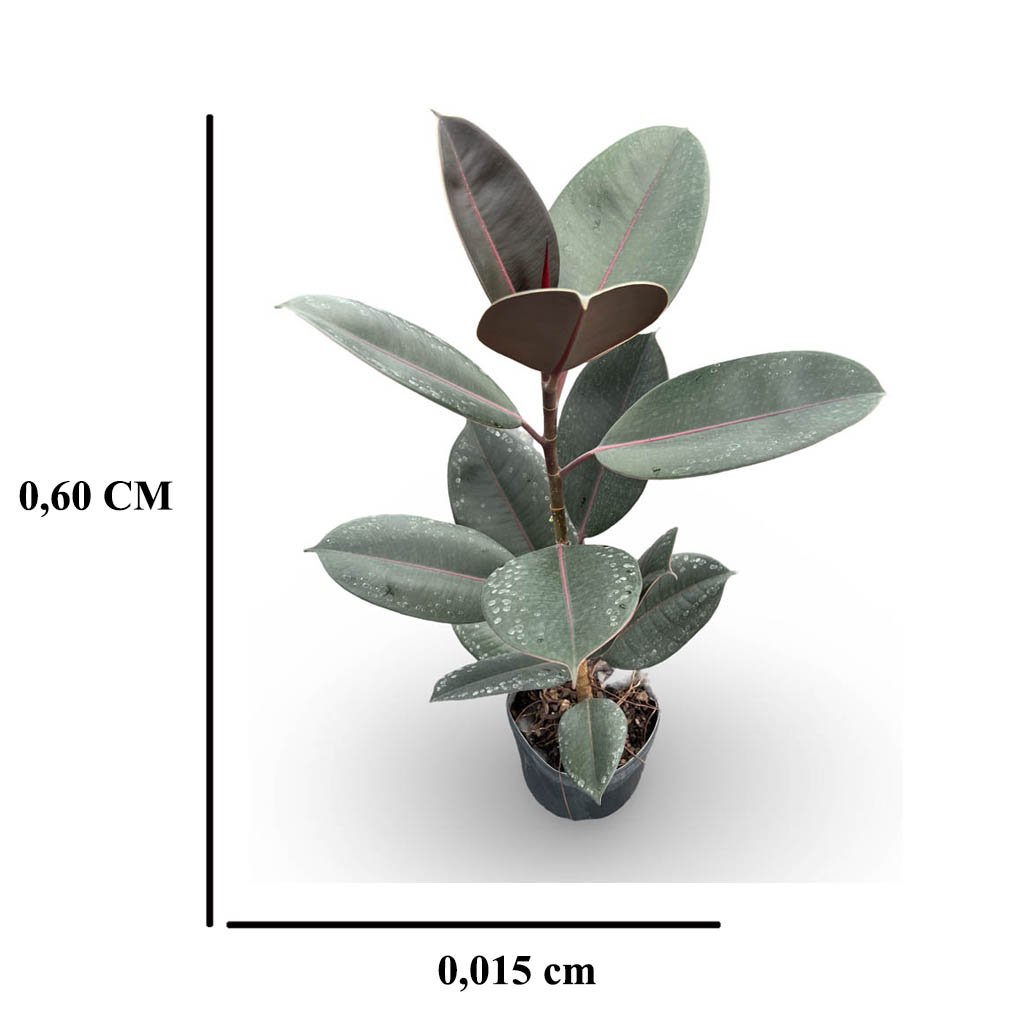 Muda de Ficus Elastica - Vaso&Flor