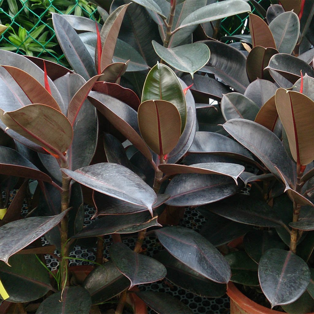 Muda de Ficus Elastica - Vaso&Flor
