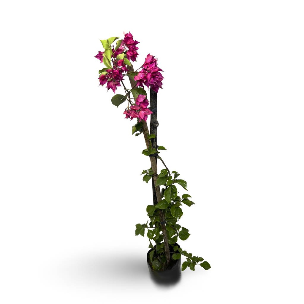 Muda de Trepadeira Primavera Dobrada (Bougainvillea)