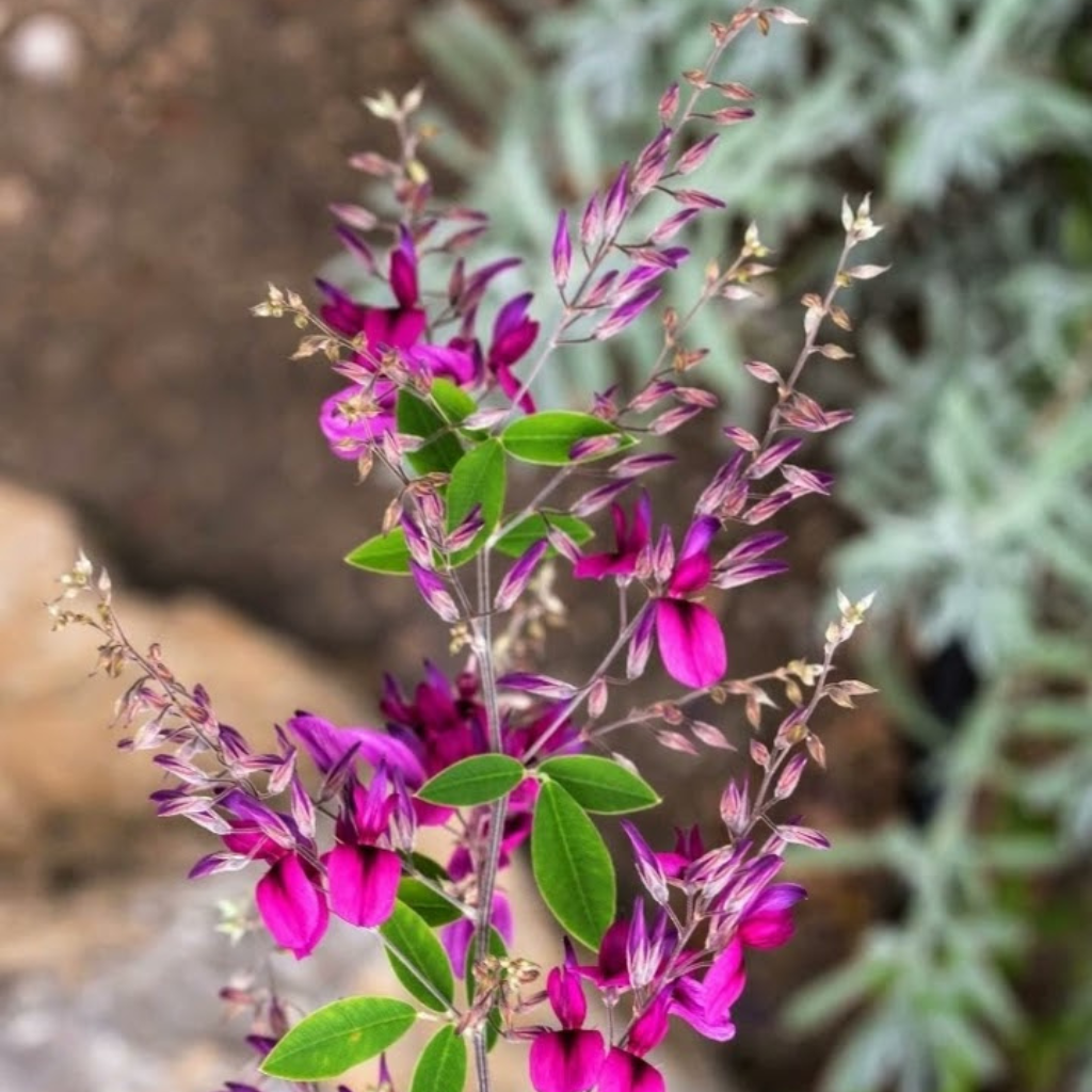 Muda de Lespedeza thunbergii – Vaso&Flor