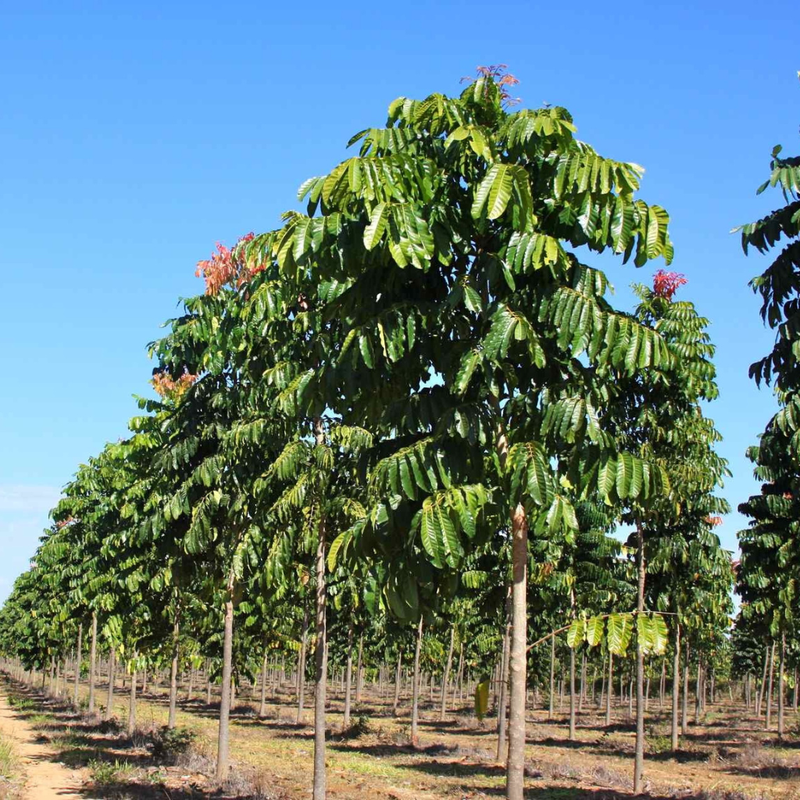 Muda de Mogno Africano