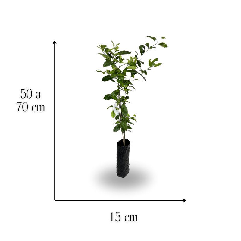 Muda de Limão Cravo Comum Enxertado (Cravo)