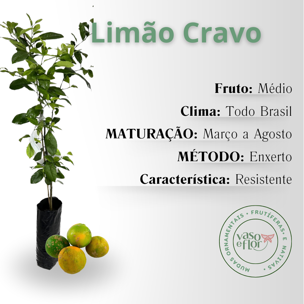 Muda de Limão Cravo Comum Enxertado (Cravo)