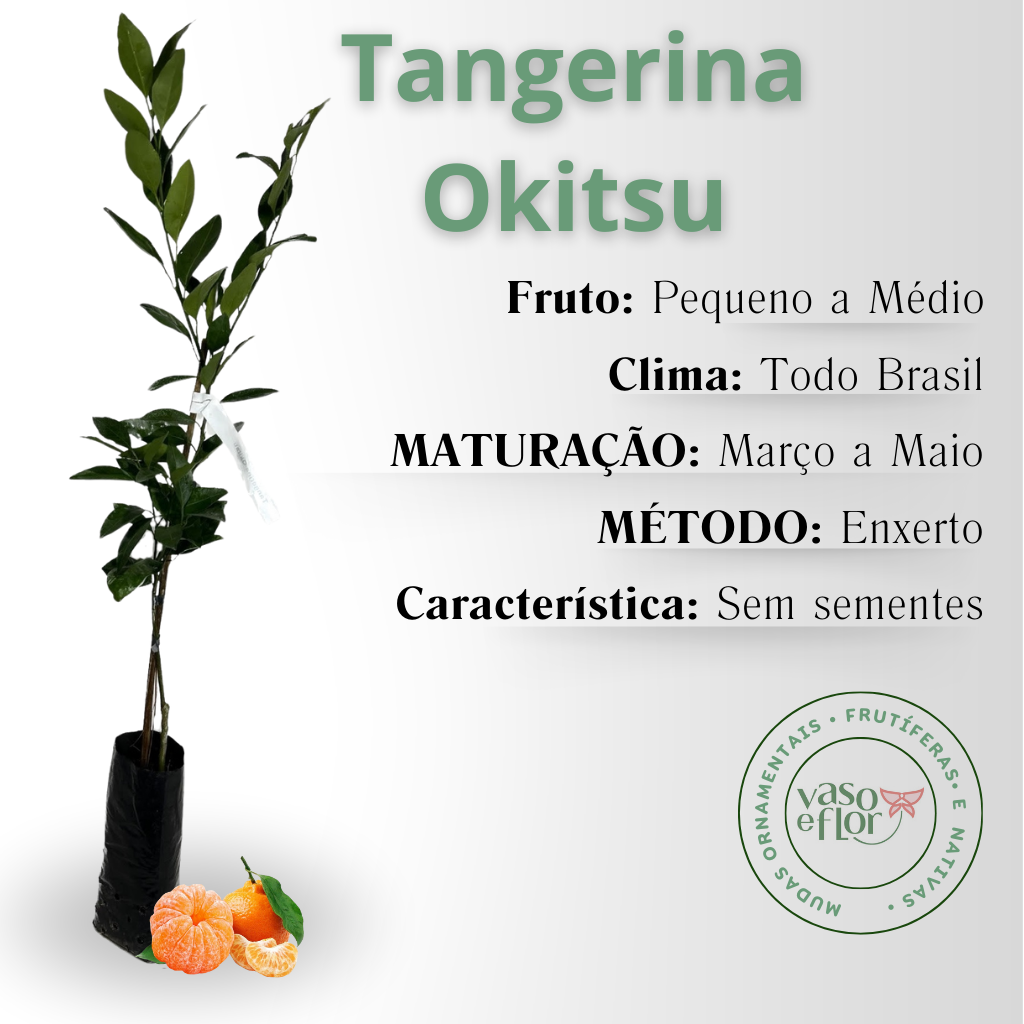 Muda de Tangerina Okitsu enxertada