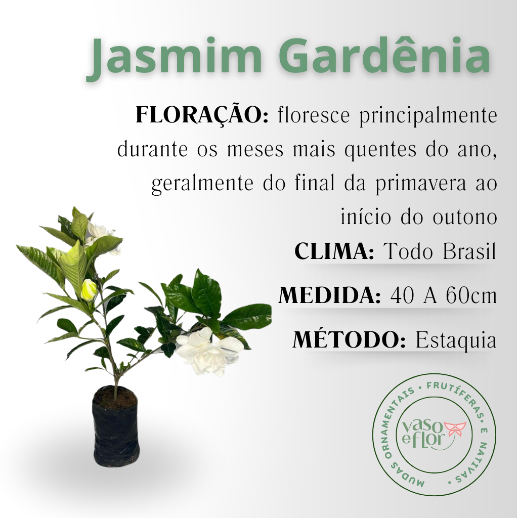 Muda de Jasmim Gardênia