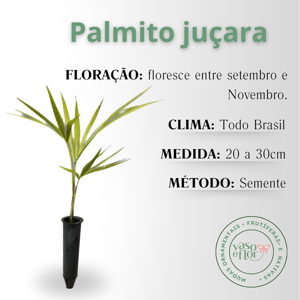 Muda de Palmito Juçara