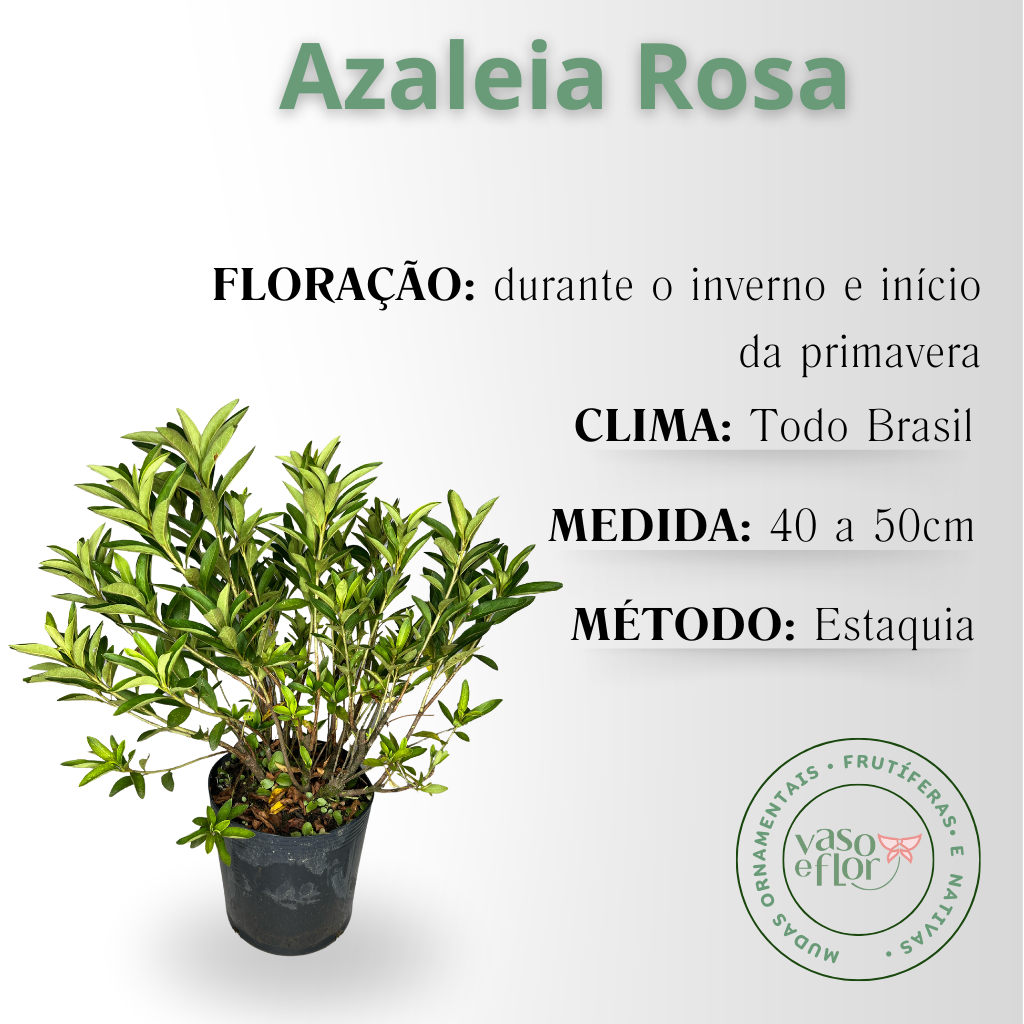 Muda de Azaleia Rosa | vasoeflor