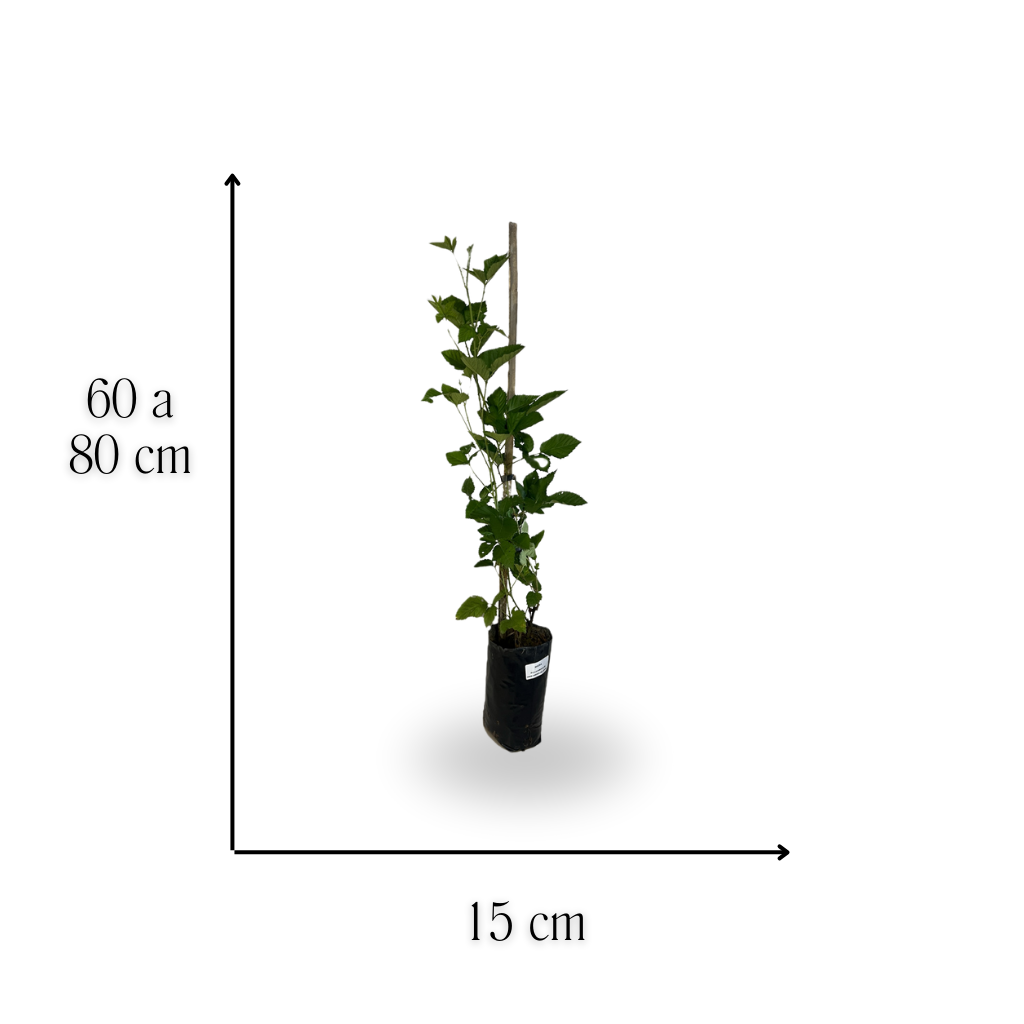 Muda de Amora Gigante