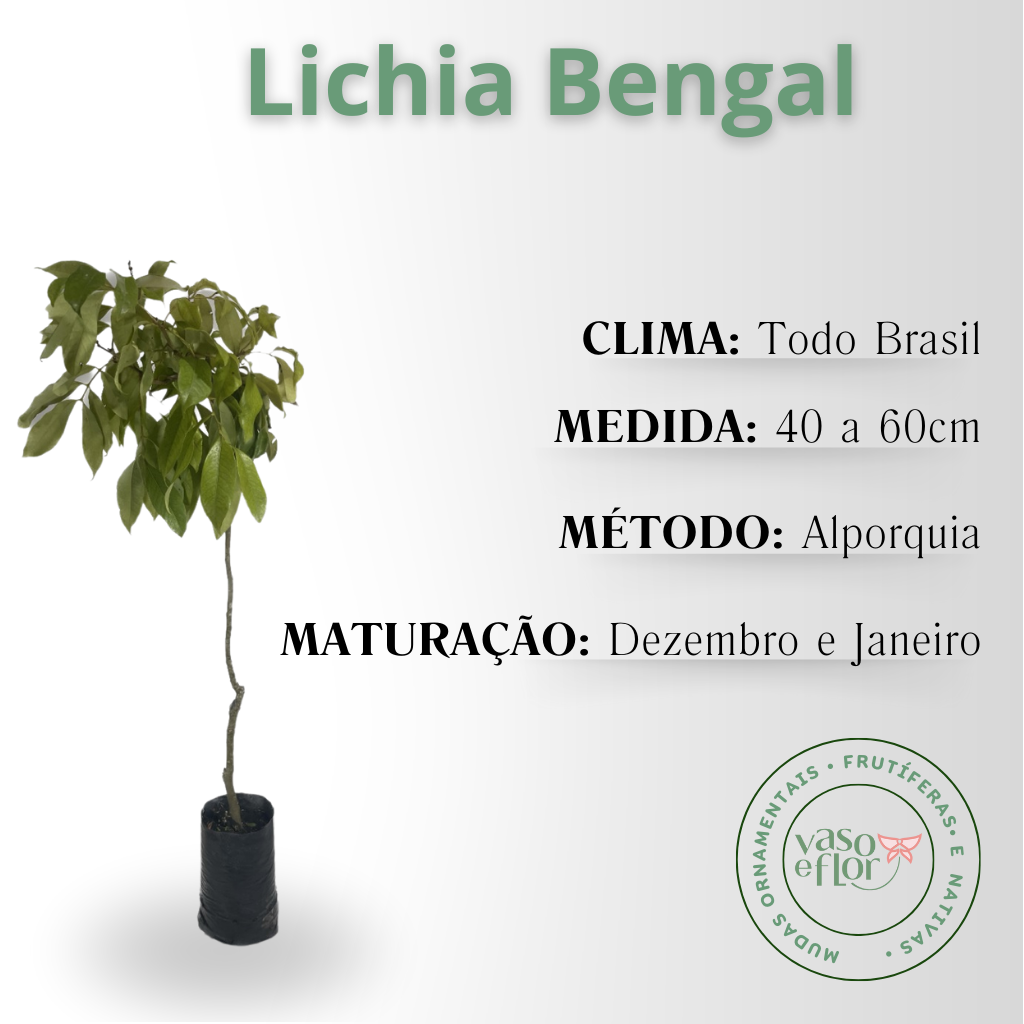 Muda de Lichia Bengal