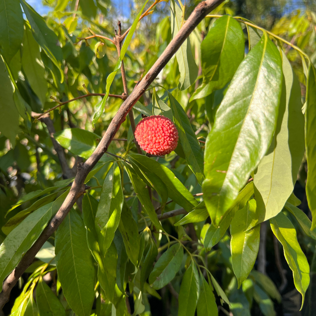 Muda de Lichia Bengal