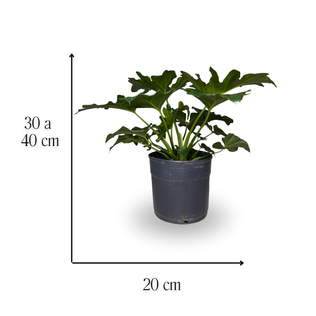 Philodendron Guaimbe