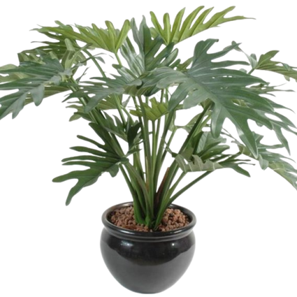 Philodendron Guaimbe