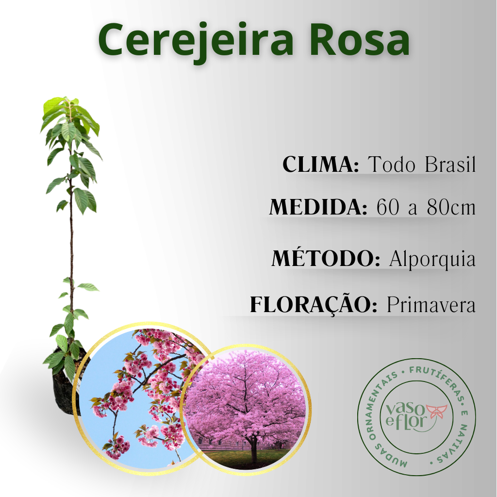 Muda de Cerejeira Japonesa Rosa Enxertada (Sakura)