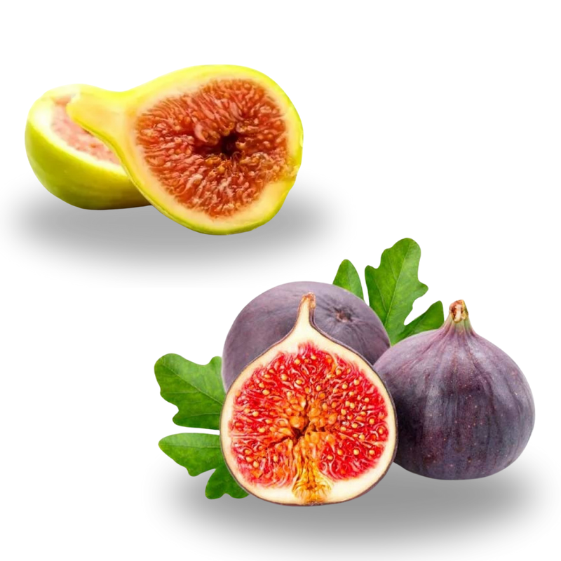 Kit com 02 Mudas de Figo, Branco e Roxo de Valinhos - Vaso&Flor