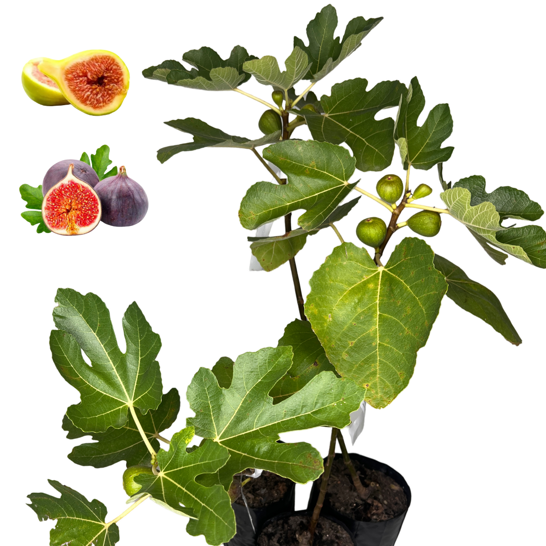 Kit com 02 Mudas de Figo, Branco e Roxo de Valinhos - Vaso&Flor