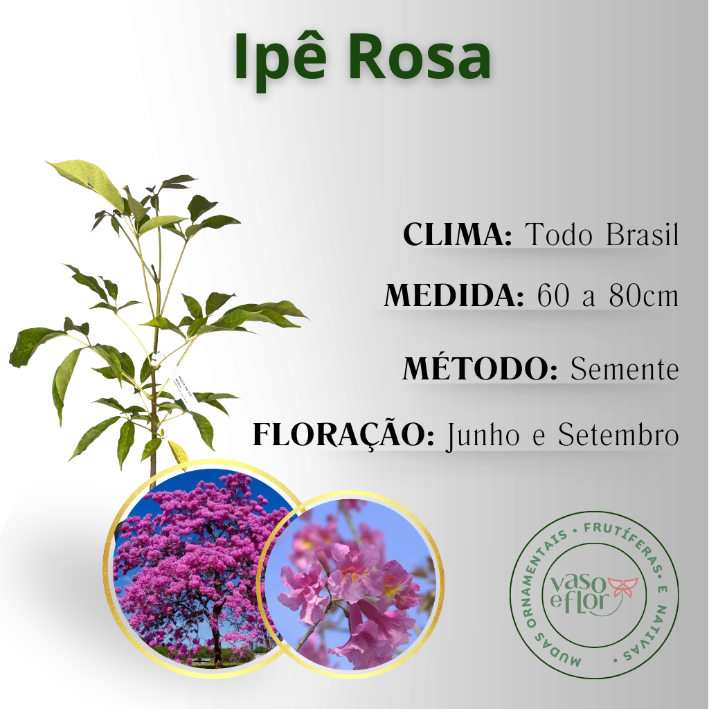 Muda de Ipê Rosa (Handroanthus impetiginosus)