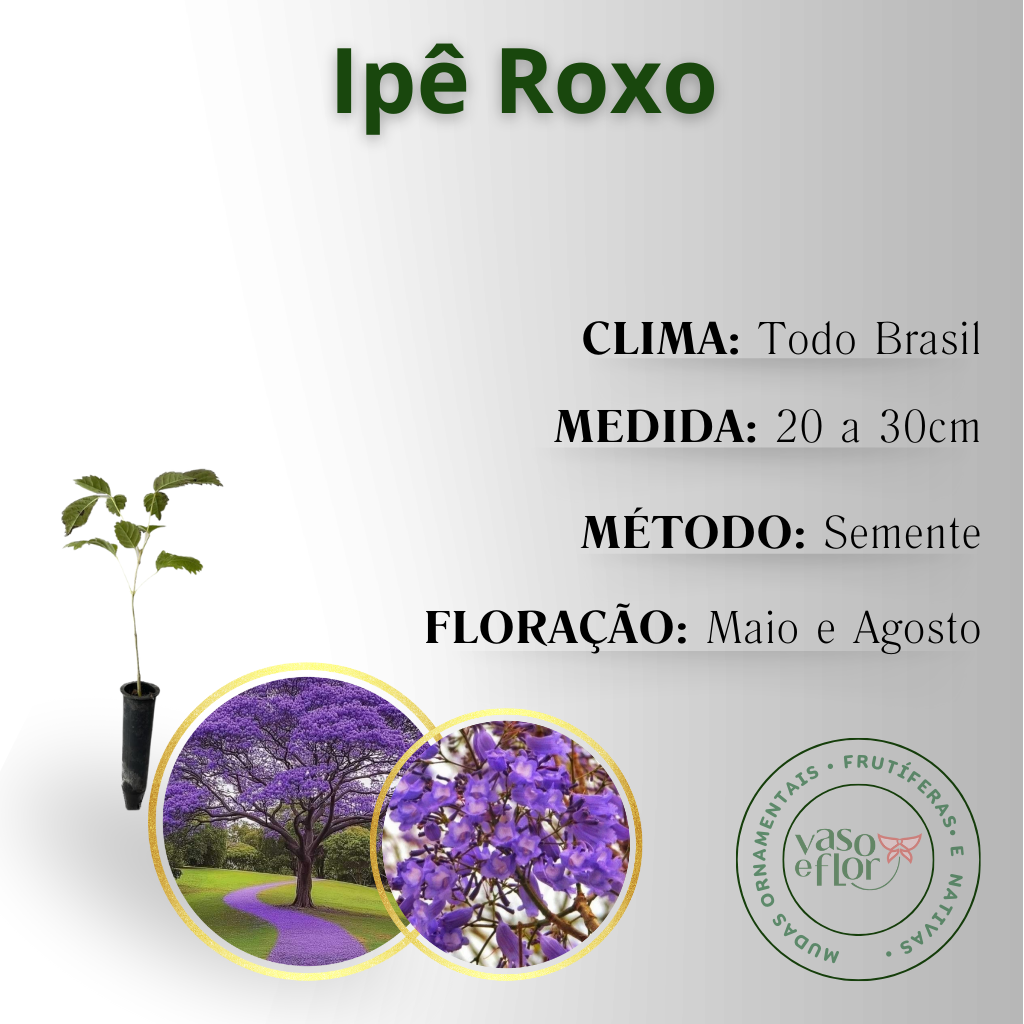 Muda de Ipê Roxo (Handroanthus impetiginosus)