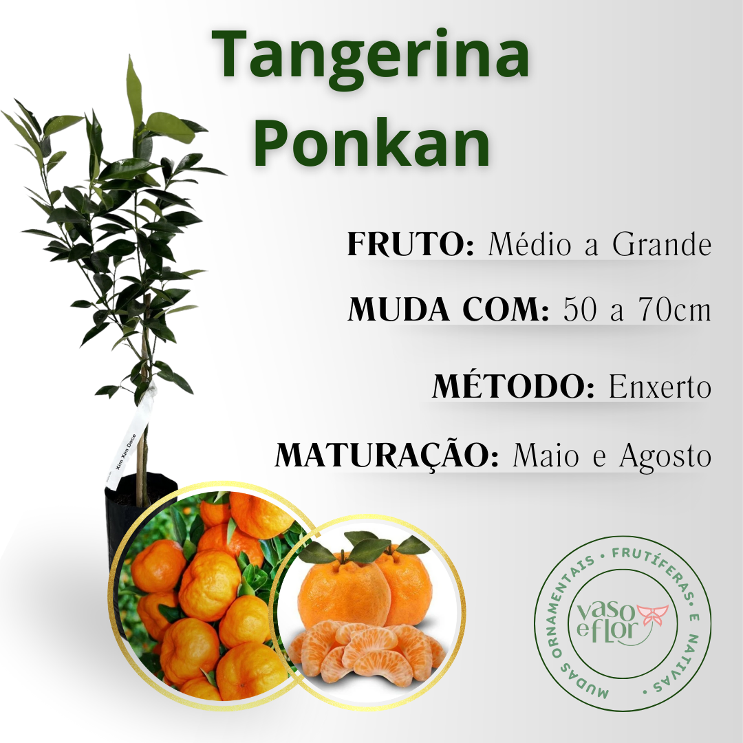 Muda de Tangerina Ponkan Enxertada