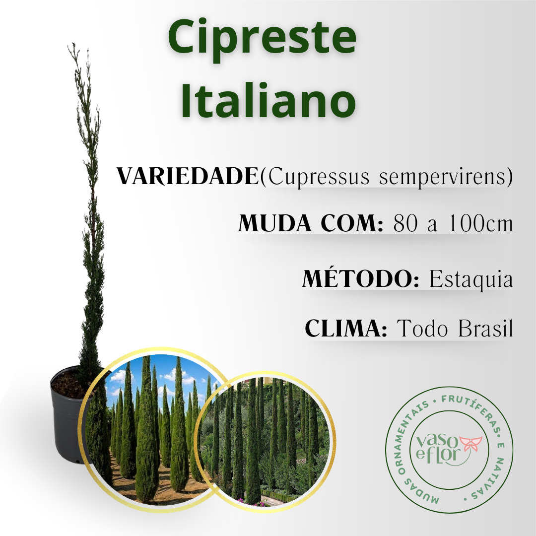 Muda de Cipreste Italiano