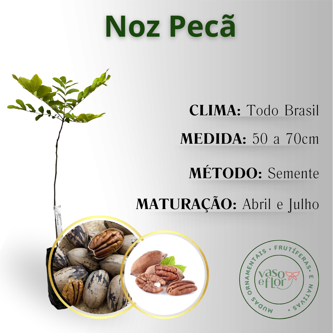 Muda de Noz-Pecã